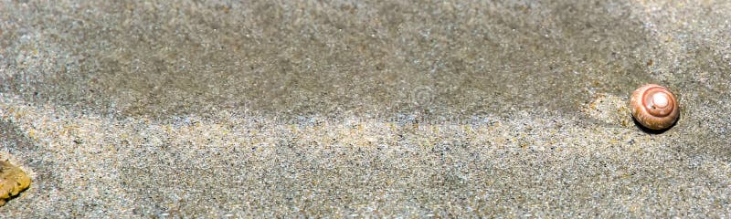Banner Size,Sandy Beach with Beautiful Shells on the Sand Stock Image ...