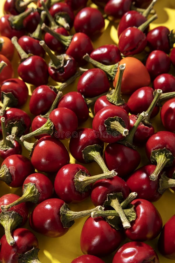 Banner of Yellow Bright Background and Red Hot Pepper on it.Empty Space ...