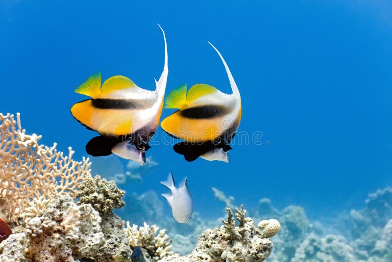 Bannerfish stock photo. Image of marine, acuminatus, salt - 7720650