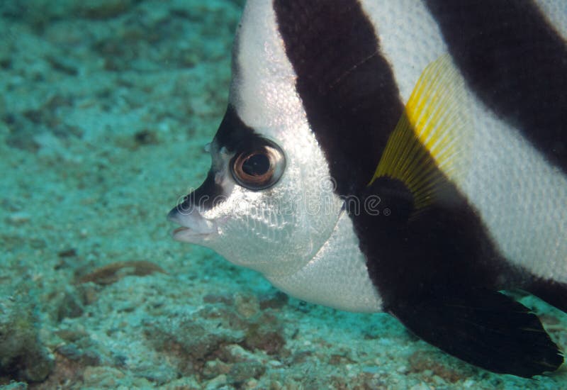Bannerfish close up stock photo. Image of vacation, tourism - 31570714