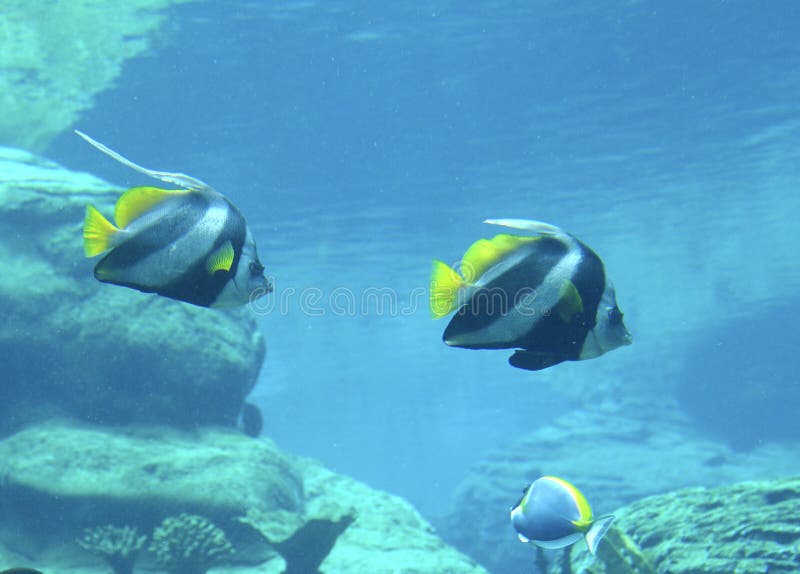 Paires De La Mer Rouge Bannerfish Image stock - Image du sinaï, océan ...