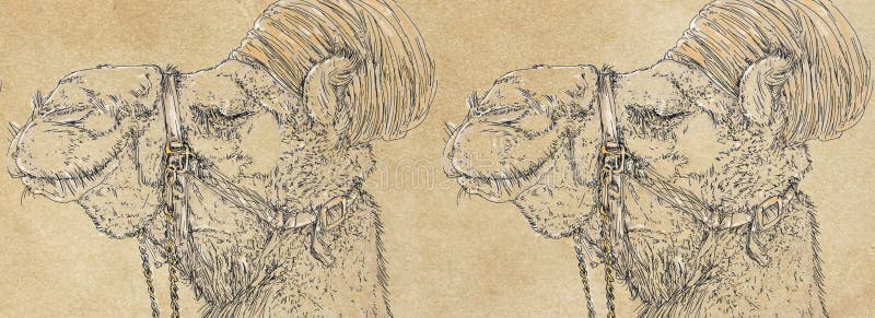 Banners Templates with Camel Design, Stock Illustration - Illustration ...