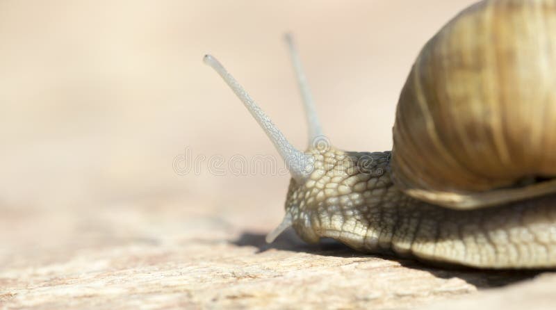 Animal Escargot Lent Dans Le Gros Plan Du Jardin. Gastropode Naturel ...