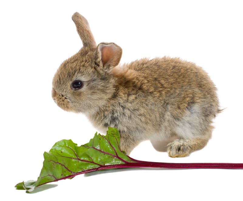 Banny eating stock photo. Image of shot, pets, bunny, backgrounds - 6625456