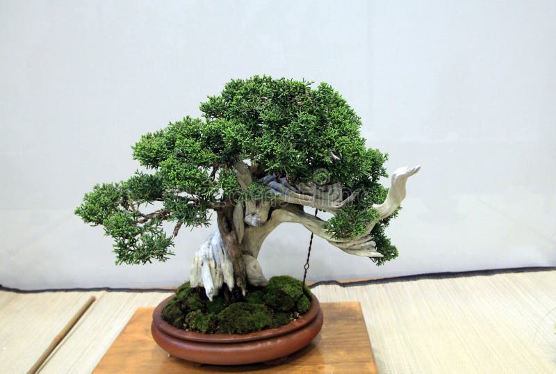 Banzai Tree stock image. Image of background, leaves - 248718291