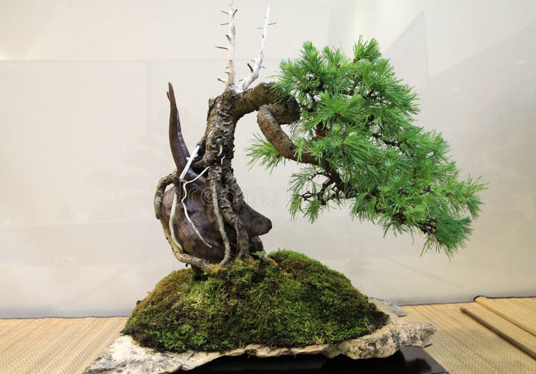 Banzai Tree stock photo. Image of wood, leaves, banzai - 248722350