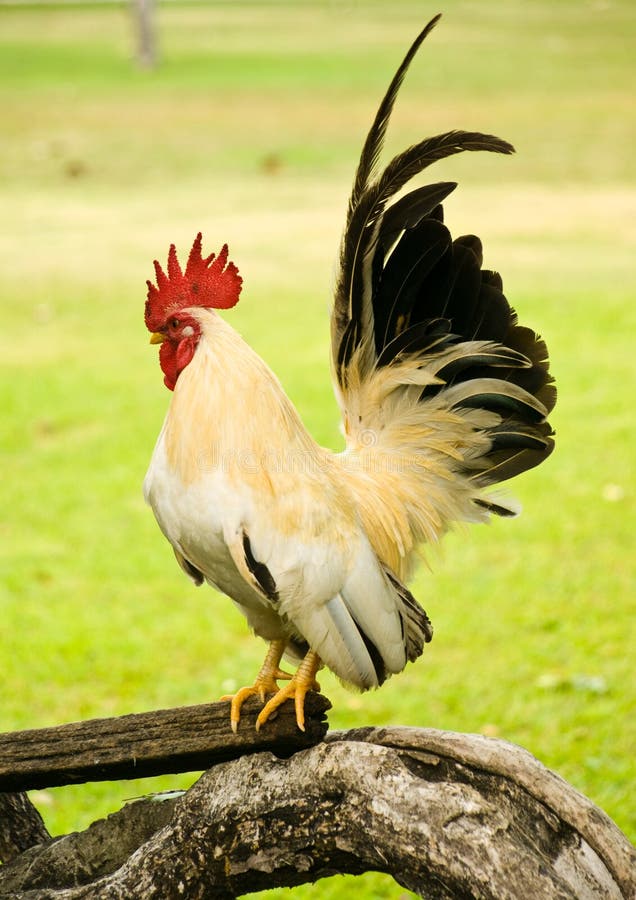 Bantam stock image. Image of animal, symbol, thai, life - 13379799