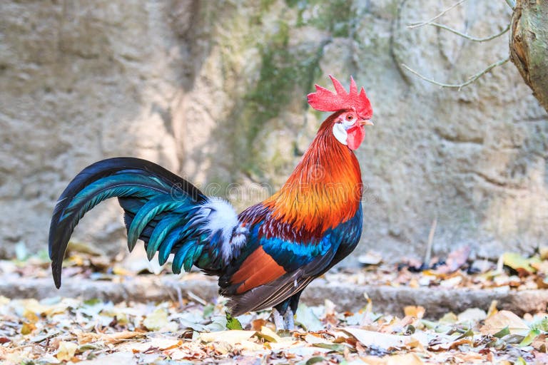 4,833 Bantam Rooster Stock Photos - Free & Royalty-Free Stock Photos ...