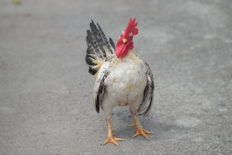 Bantam stock photo. Image of outdoor, angry, alone, white - 83321986