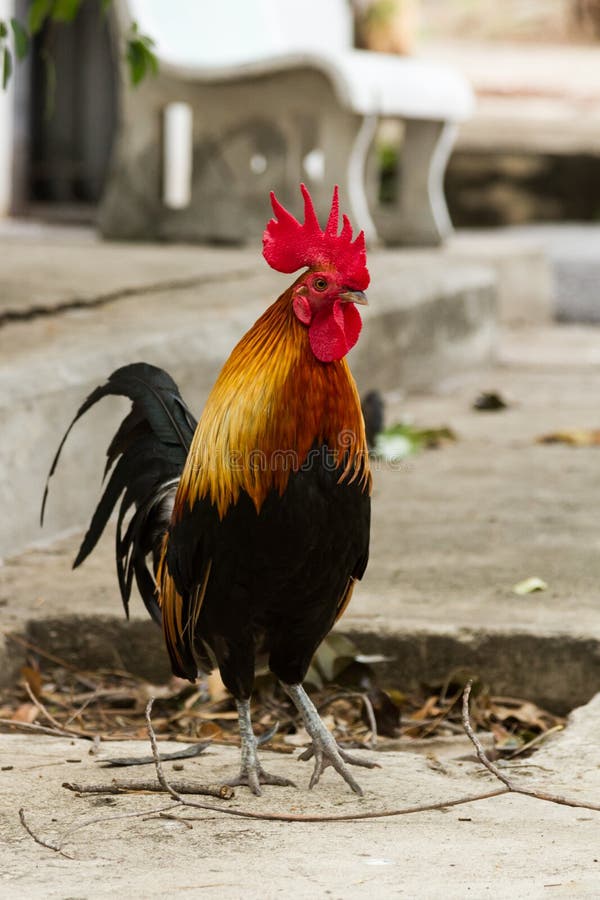 Bantam stock image. Image of bird, domestic, installation - 42535509