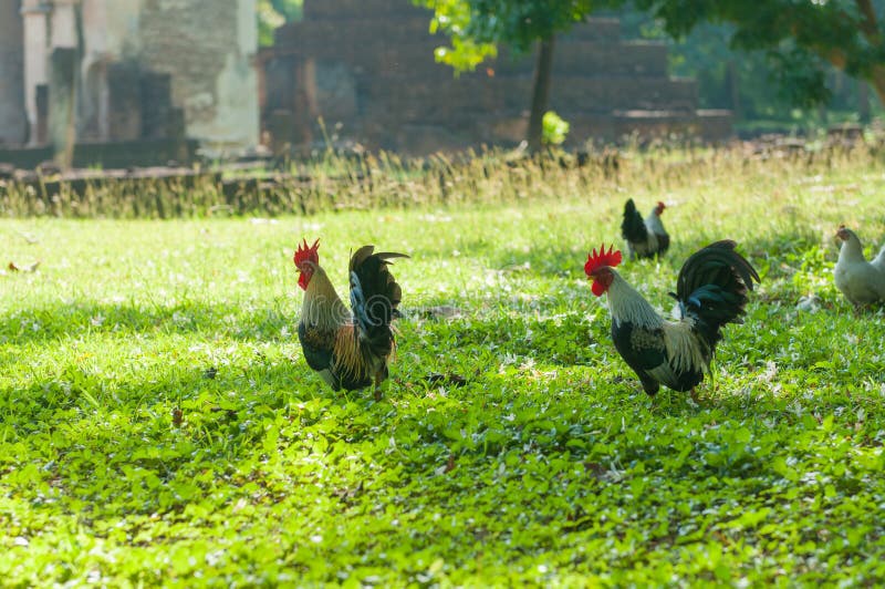 Bantam Animal in garden stock photo. Image of black - 116275728