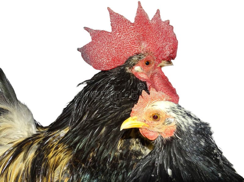 Bantam (Chabo) Rooster and a Chicken Stock Image - Image of bird ...