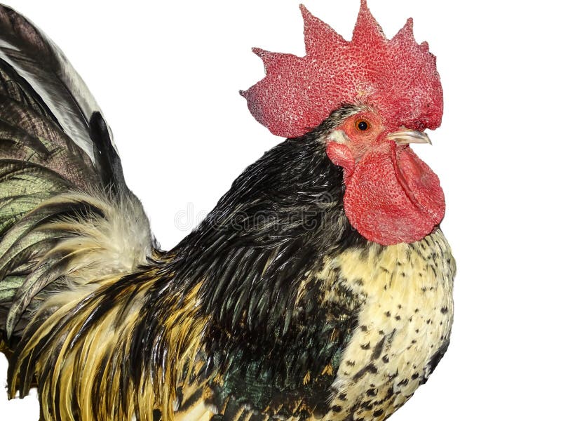 Bantam (Chabo) Rooster on White Stock Image - Image of look, rooster ...