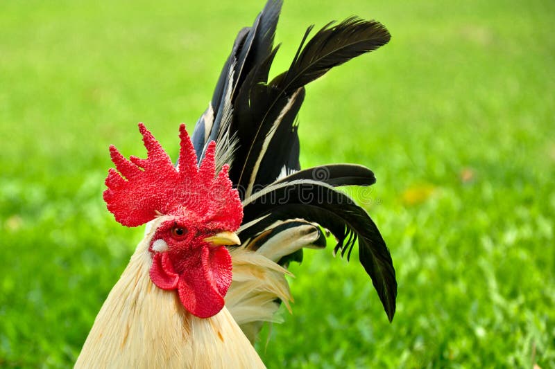 Bantam Chicken stock photo. Image of close, feather, beak - 25865014