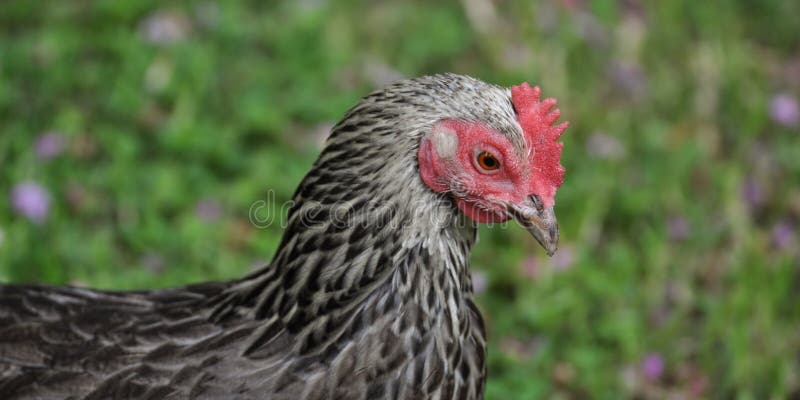 Bantam 1 stock photo. Image of bantam, bird, lawn, beak - 65891070