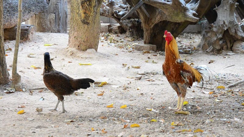 Beautiful Bantam Chicken Pair in a Barnyard Stock Video - Video of ...