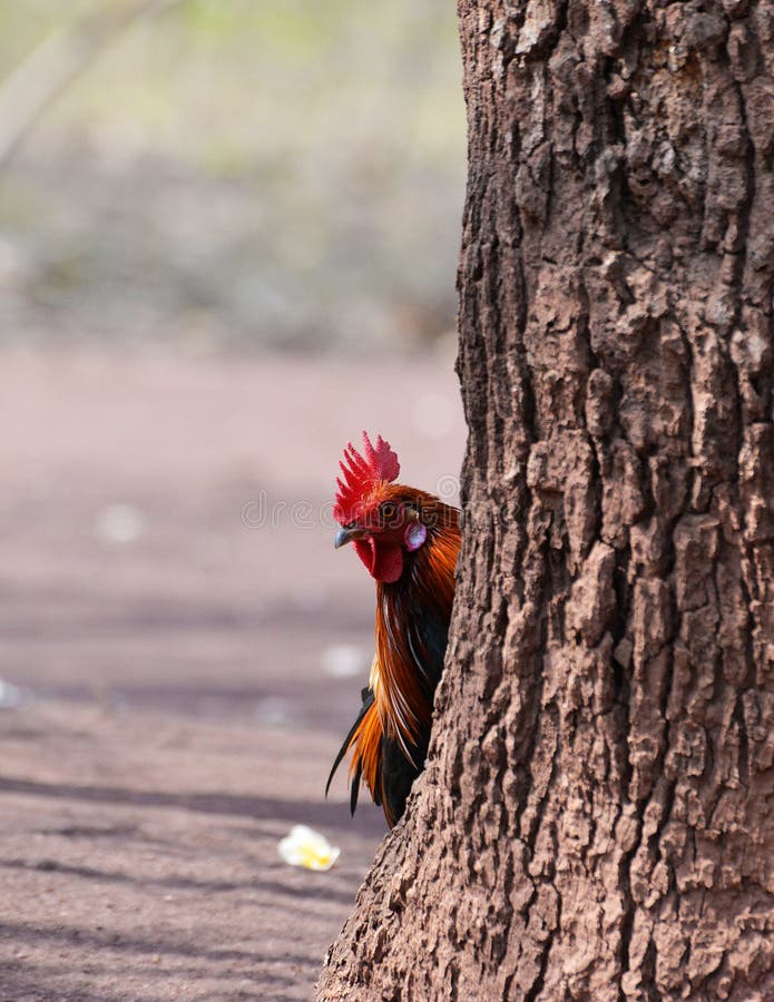 Bantam Chicken Hide Tree Stock Photos - Free & Royalty-Free Stock ...