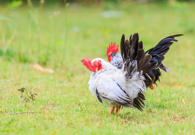 Bantam chicken stock photo. Image of farm, live, feathers - 70648376