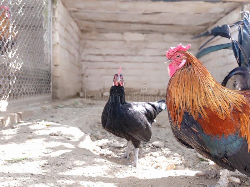 Bantam Chicken or Rooster in a Cage. Domestic Poultry Farming Stock ...