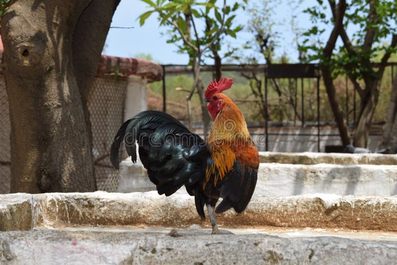 Bantam Chicken or Rooster Standing on Wall. Stock Photo - Image of ...