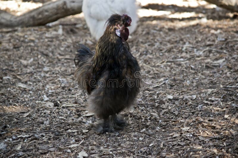 A bantam chicken stock image. Image of fowl, bird, chook - 111899817