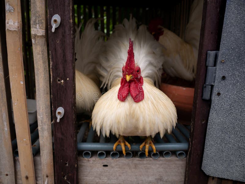 Bantam Chicken Stood at the Front Door Stock Photo - Image of chicken ...