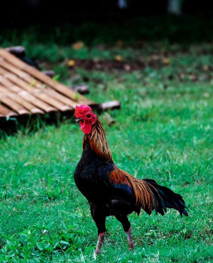Bantam chicken stock image. Image of buddhist, bantam - 45126105