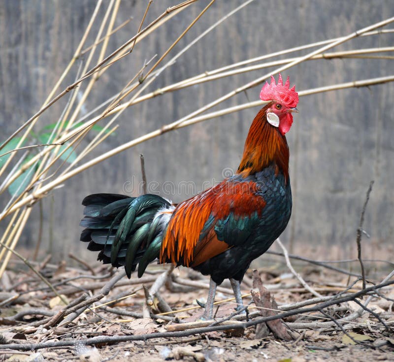 Bantam chicken stock image. Image of good, chicken, animal - 61107039