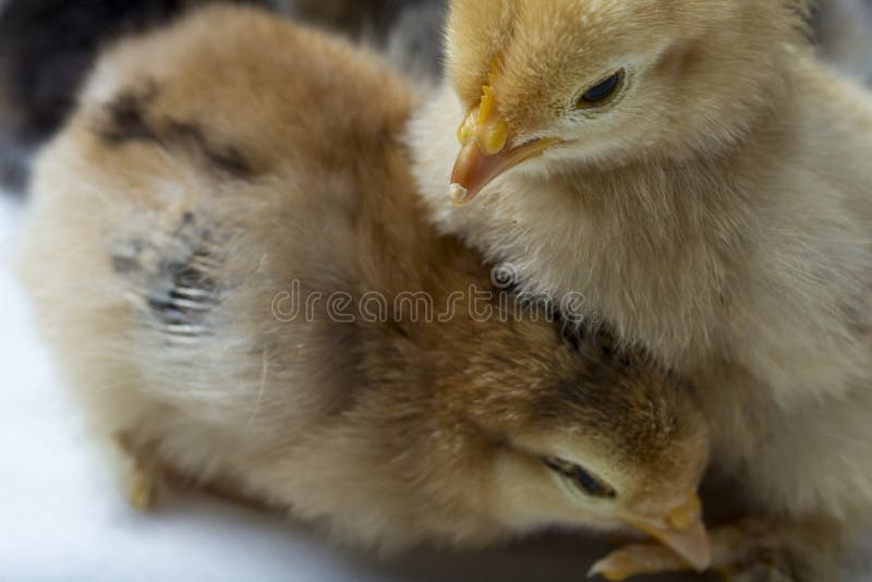 Bantam Chicks Two stock image. Image of farm, hobby, chickens - 57425189