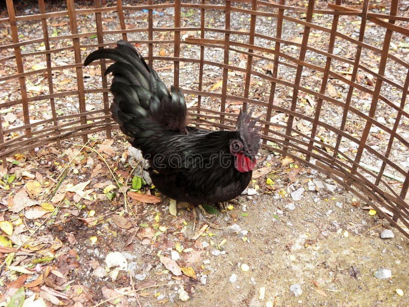 Bantam stock photo. Image of staff, black, male, view - 65704752