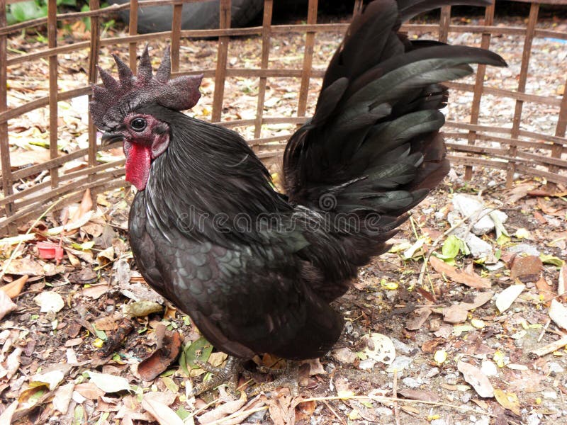 Tan and Black Bantam Chicken Stock Image - Image of autumn, wildlife ...