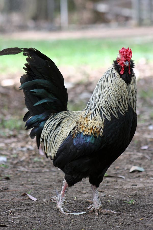 Bantam Cockerel. stock photo. Image of livestock, bantam - 30080006