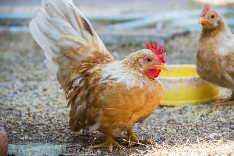 Bantam stock image. Image of beautiful, colorful, bantam - 52080453