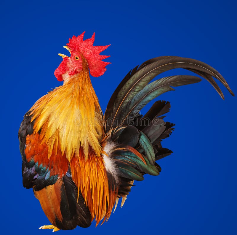 Bantam Full Length Isolated Stock Photo - Image of shot, draw: 43700338