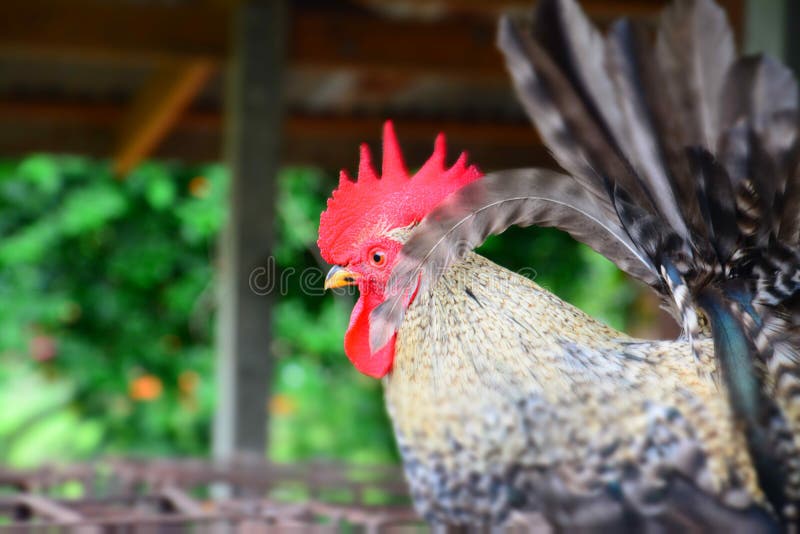 Bantam stock photo. Image of animal, bantam, farming - 93656774