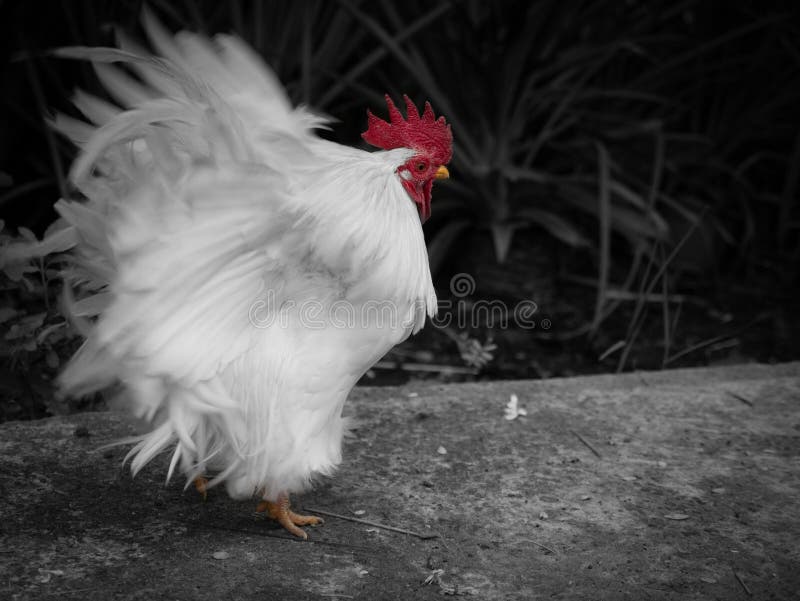 Chicken flapping wings stock image. Image of plumage, view - 3689209
