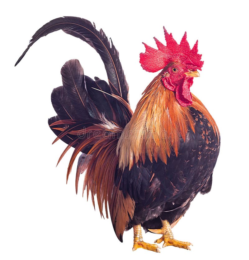 Bantam Full Length Isolated Stock Photo - Image of shot, draw: 43700338