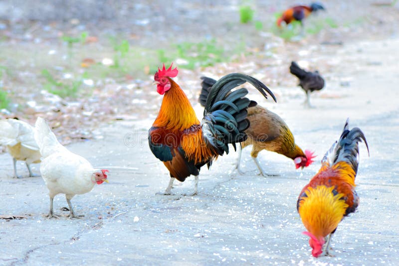 Bantam stock photo. Image of bantam, beak, fowl, feather - 180006060