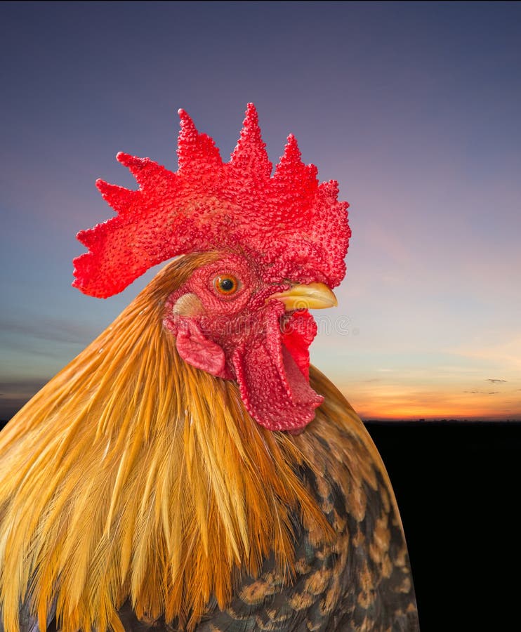 Bantam. stock photo. Image of ground, floor, blue, bantam - 102886102