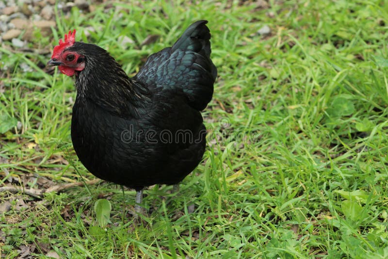 Bantamchickens Stock Photos - Free & Royalty-Free Stock Photos from ...