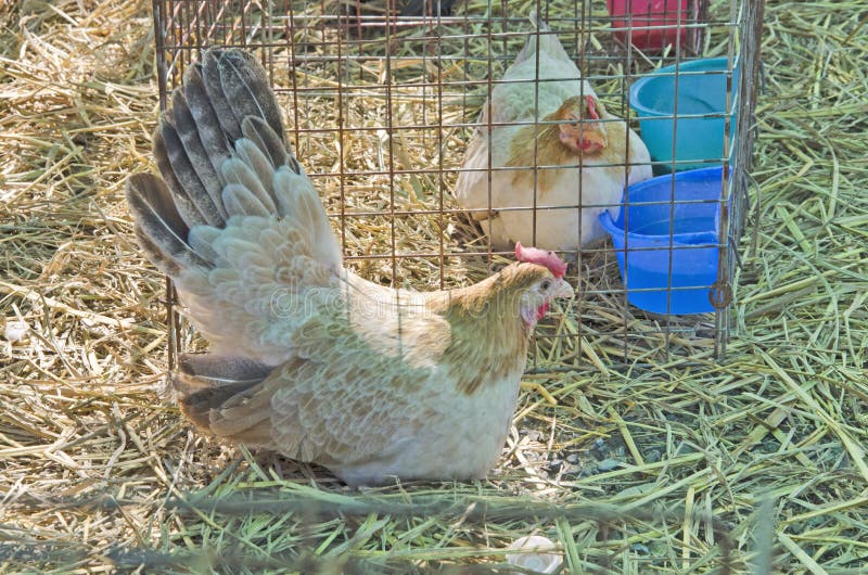Bantam Hens Out and in Iron Cage Stock Image - Image of constrained ...