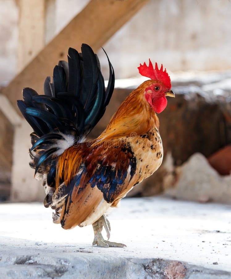Bantam Little Beautiful Poultry Stock Image - Image of wing, chicken ...