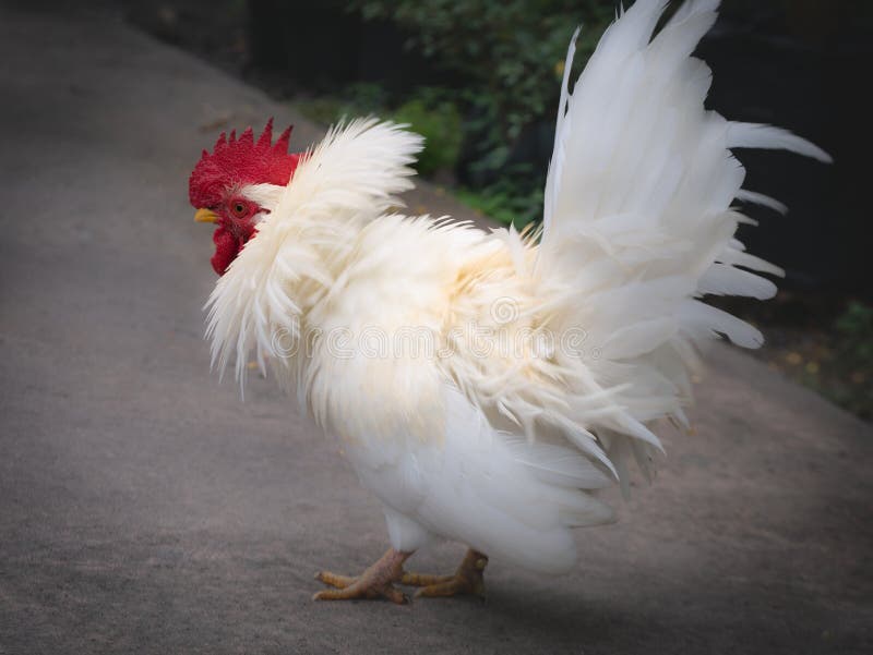 Bantam Male Standing Peacefully Stock Photo - Image of beauty, face ...