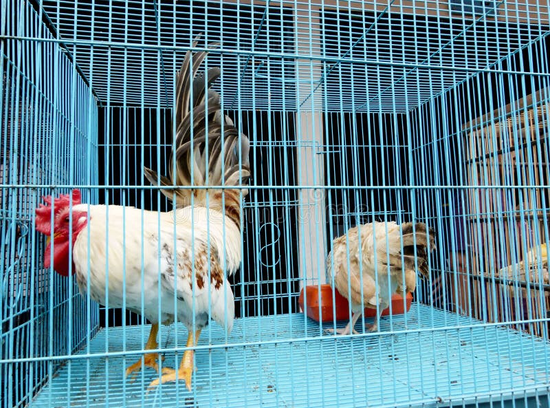 Bantam editorial stock image. Image of java, merchants - 68920479