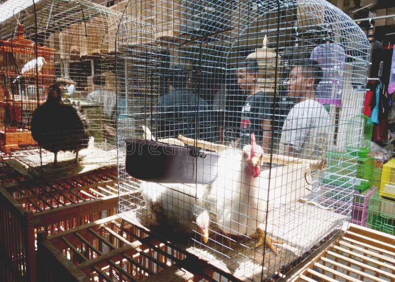 Bantam editorial stock image. Image of city, solo, cage - 68920614