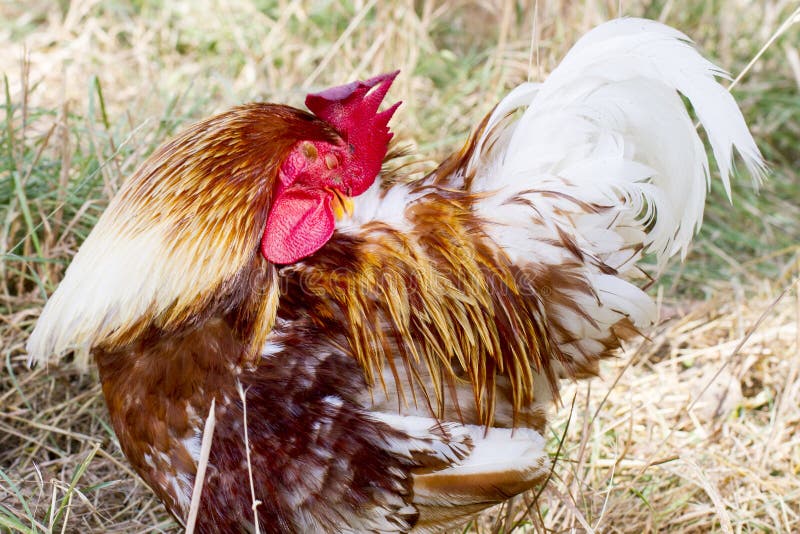 Bantam Poultry Beautiful Bright Colors. Stock Photo - Image of forage ...