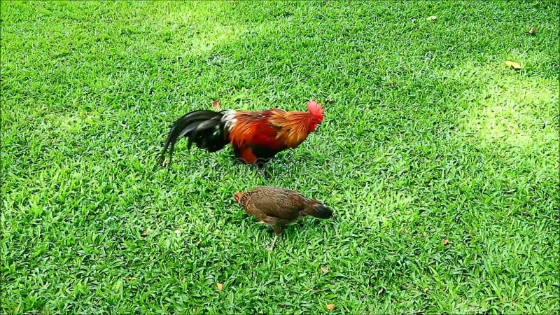 Beautiful Bantam Chicken Pair in a Barnyard Stock Video - Video of ...