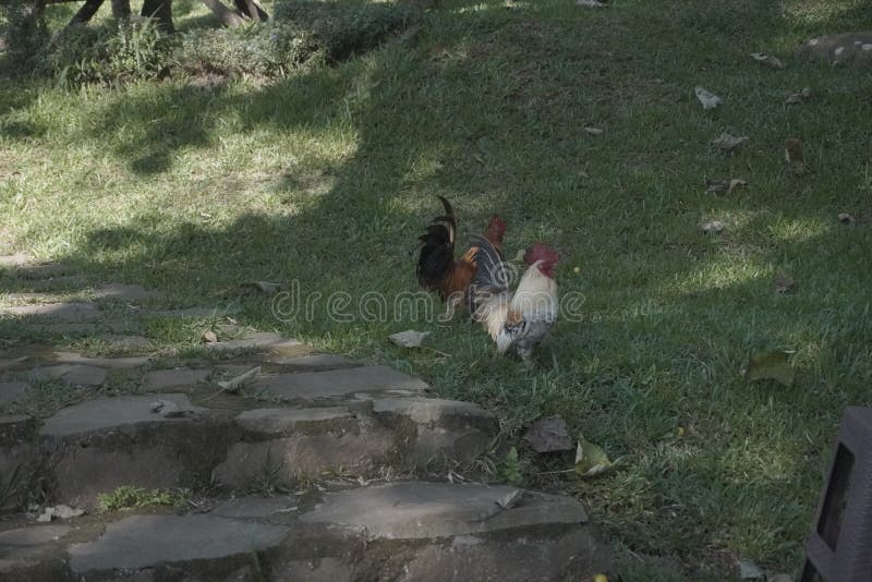 Bantam rooster crows stock photo. Image of domestic - 252155130