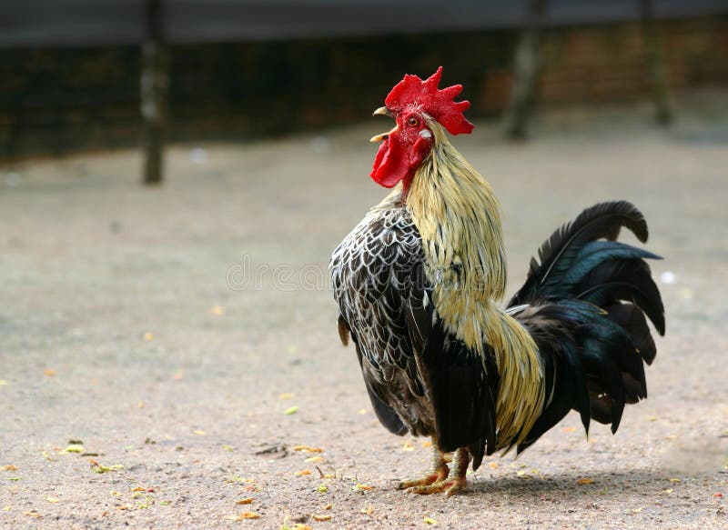 Bantam, Thailand stock image. Image of morning, outdoors - 46077255