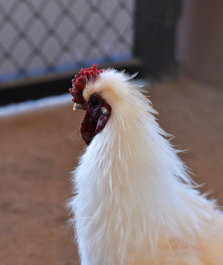 Bantam white stock photo. Image of healthy, farm, livestock - 65058342